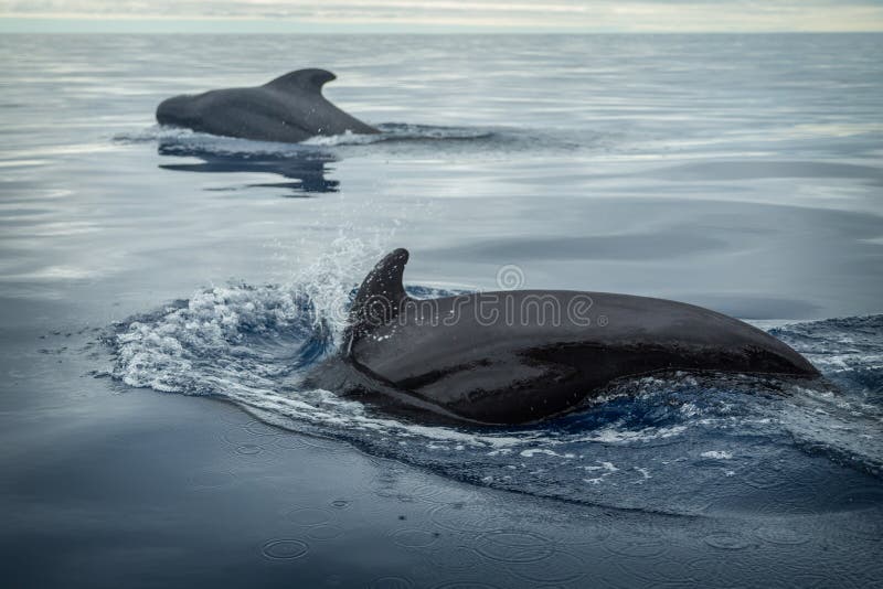 Baleen whale in the sea stock photo. Image of water - 260865186