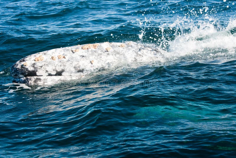 Baleia cinzenta imagem de stock. Imagem de cauda, aleta - 27749229