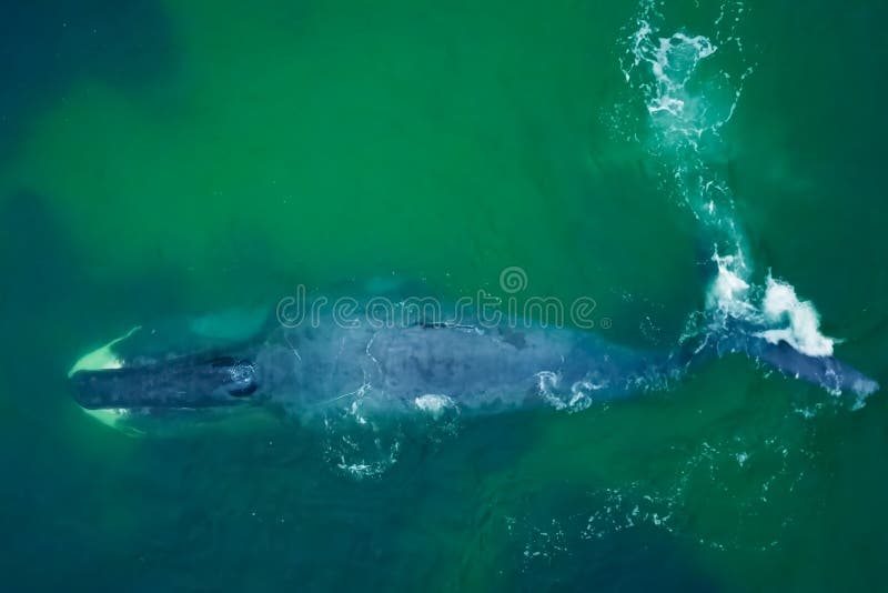 Baleia Cinzenta No Oceano Superficial. Baleia Foto de Stock - Imagem de ...