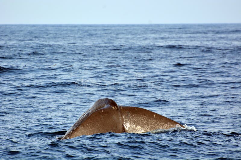 Baleines Plongeant Dans Le Flacon De Sperme Plongeant à Andenes, Norvège Photo stock - Image du ...