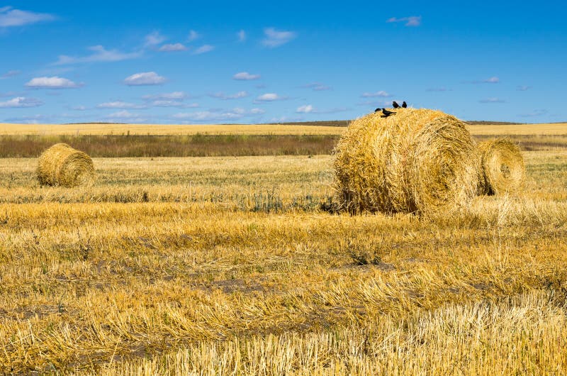Balen Van Stro Op Gebied Met Vogels Stock Afbeelding - Image of ...
