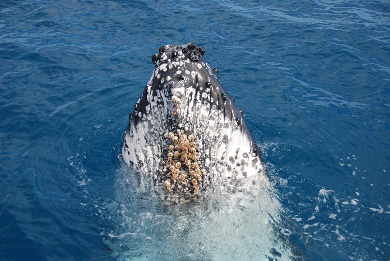 Balena immagine stock. Immagine di enorme, urti, forte - 14917509