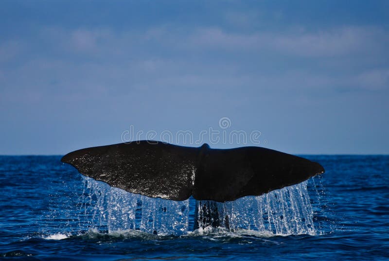 Balena immagine stock. Immagine di allevamento, pacifico - 15663311