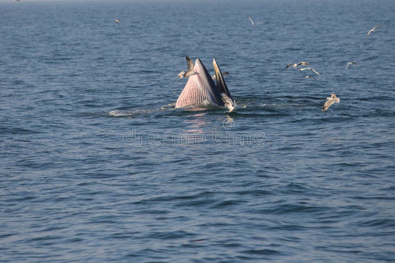 Balena immagine stock. Immagine di acquatico, gobba, testa - 64696023