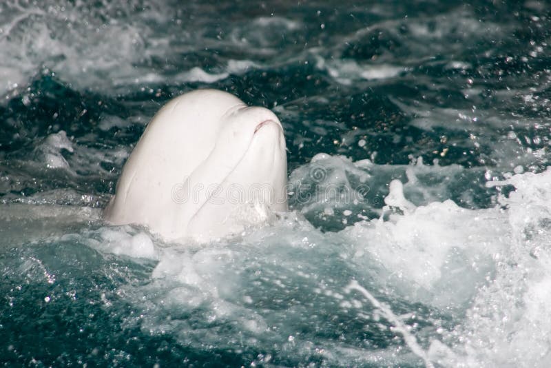Balena Bianca Del Beluga Che Nuota Underwater Con Un Secondo Maschio ...