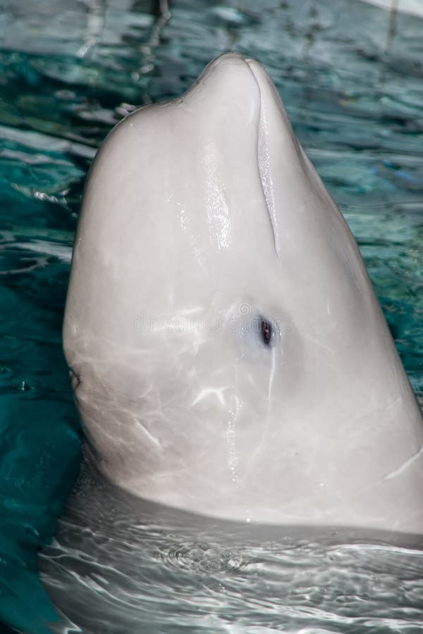 Balena Bianca in Un Delphinarium Immagine Stock - Immagine di ...