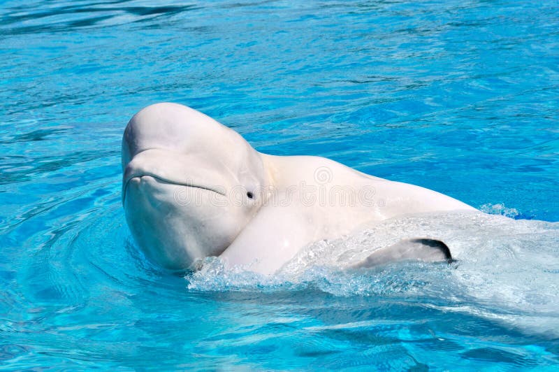 Balena bianca fotografia stock. Immagine di delfino, amore - 20768942