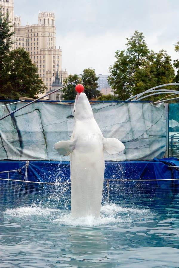 Balena Bianca Addestrata in Un Delphinarium Immagine Stock - Immagine ...