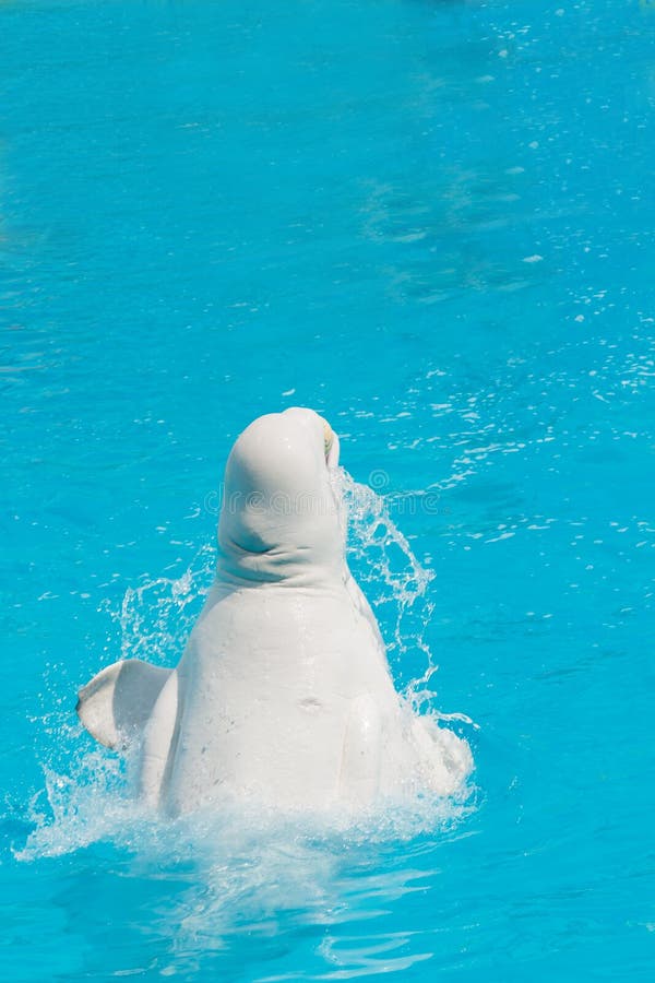 Balena Bianca Nell'acqua Nel Delfino Dello Stagno Immagine Stock ...