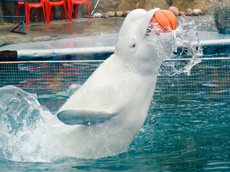 Balena Bianca in Un Delphinarium Immagine Stock - Immagine di ...