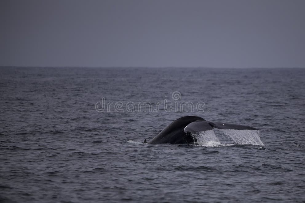 Balena blu fotografia stock. Immagine di coda, spruzzata - 36680876