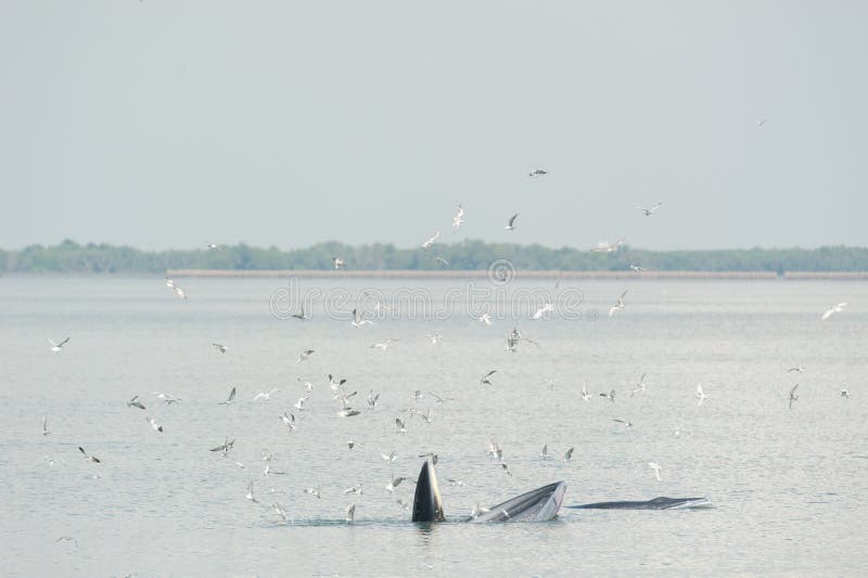 Balena del Bryde fotografia stock. Immagine di acquatico - 66692506