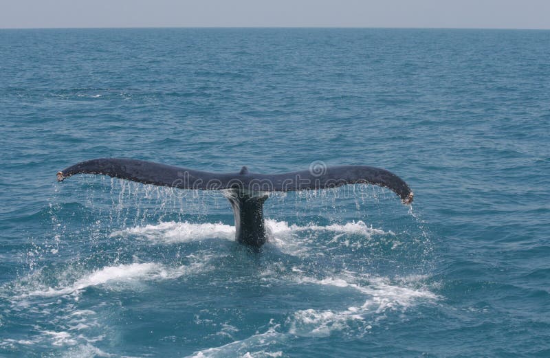 Balena della coda fotografia stock. Immagine di animale - 13538658