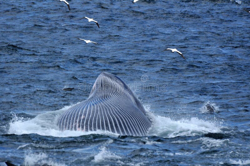 Balena Di Brydes Che Alimenta 2 Immagine Stock - Immagine di basato ...