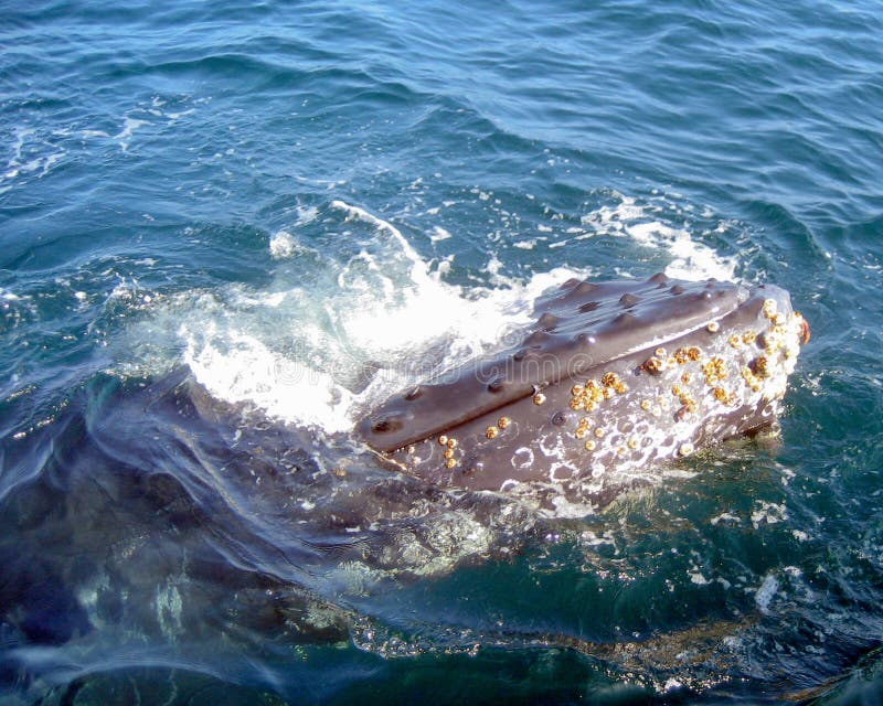 Balena Di Humback Con I Balani Immagine Stock - Immagine di guardare ...