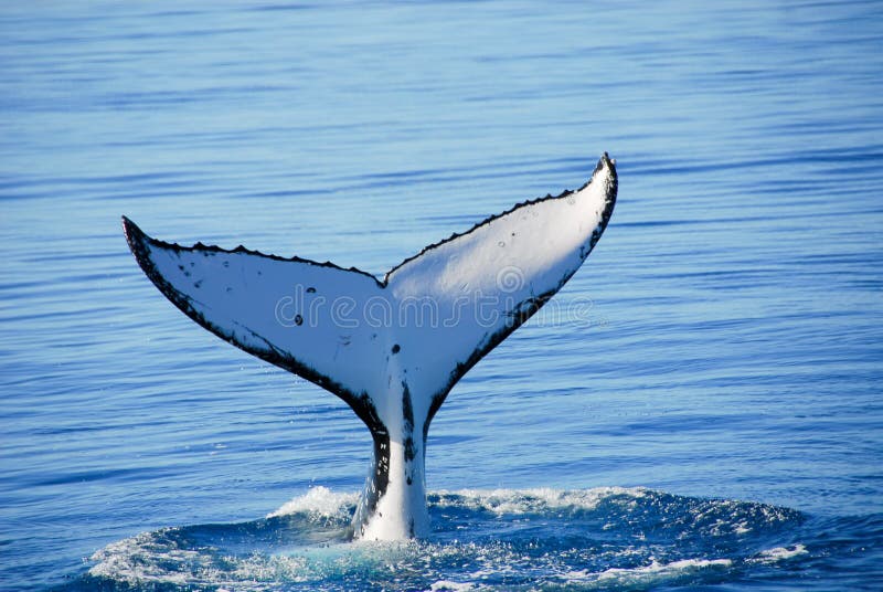 Balena Di Humpback in Australia Fotografia Stock - Immagine di fruscio ...