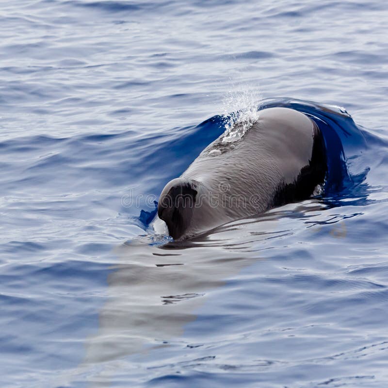 La Balena Pilota Libera Nel Mediterraneo Blu Del Mare Aperto Fotografia ...