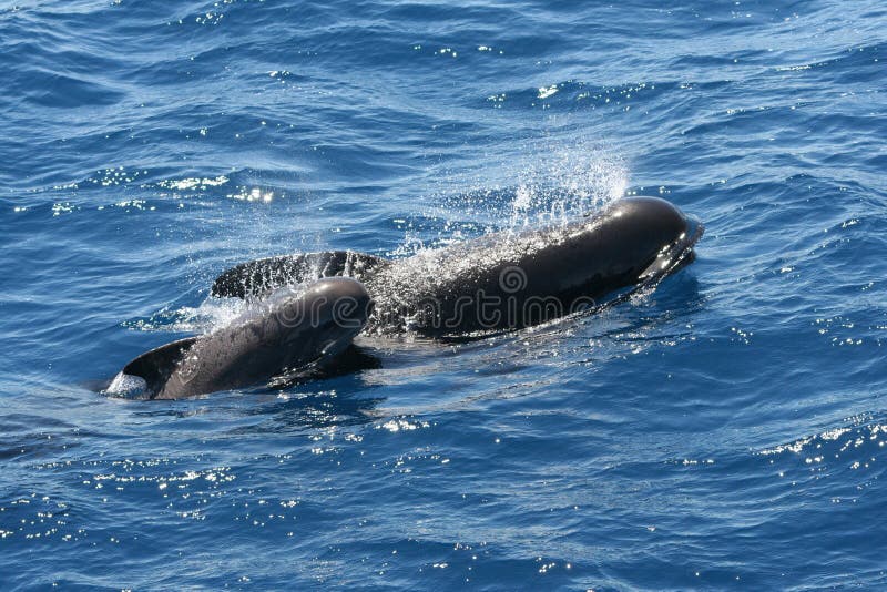 Balena pilota in mare immagine stock. Immagine di respiri - 209032833