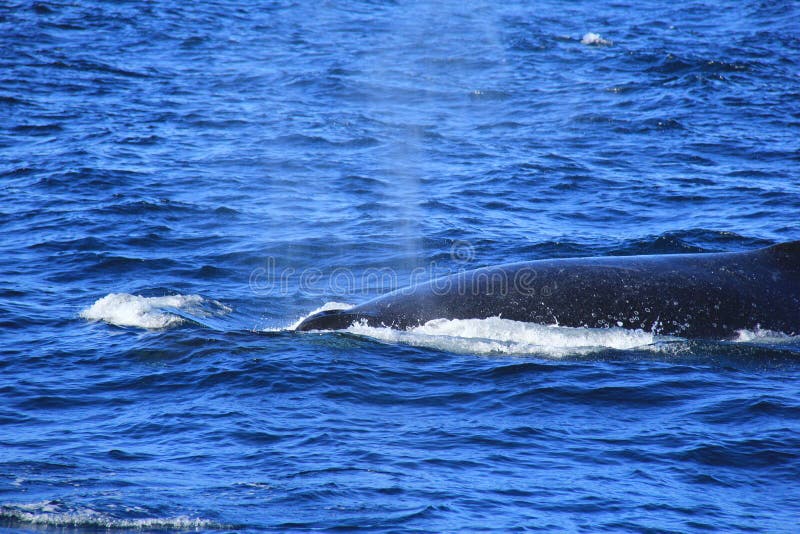 Balena Posteriore Della Gobba Immagine Stock - Immagine di pettorale ...