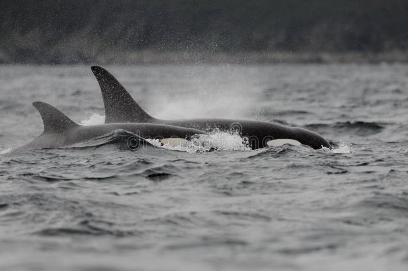 Balene Di Assassino Dell'orca Immagine Stock - Immagine di assassino ...
