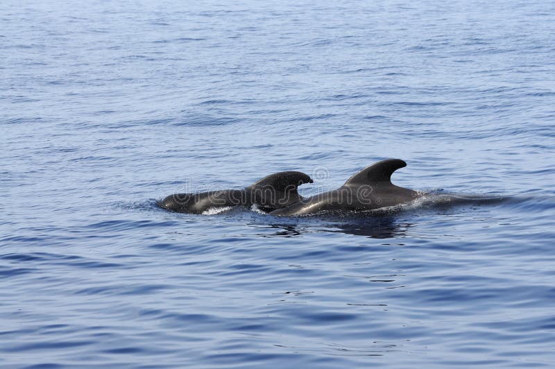 Un Baccello Della Balena Pilota a Pinne Corte Fotografia Stock ...
