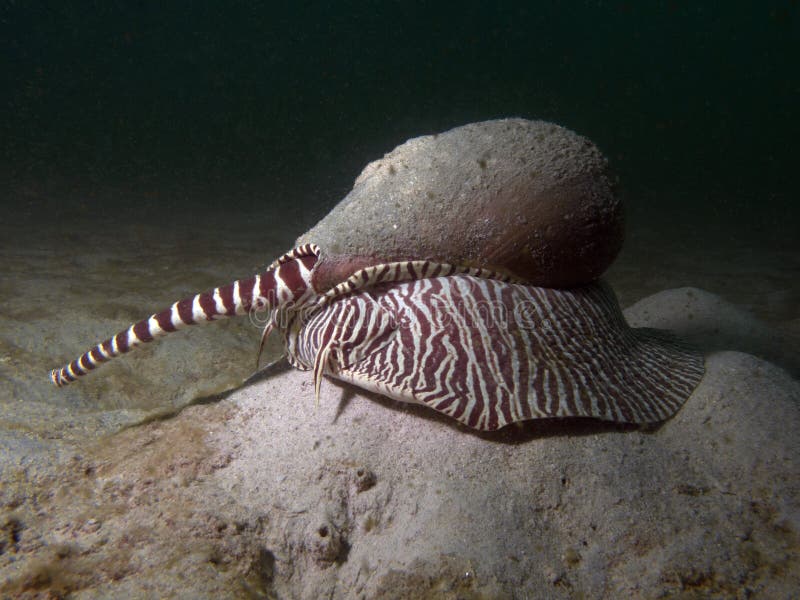 Baler Shell - Melo amphora stock photo. Image of seascape - 22407472