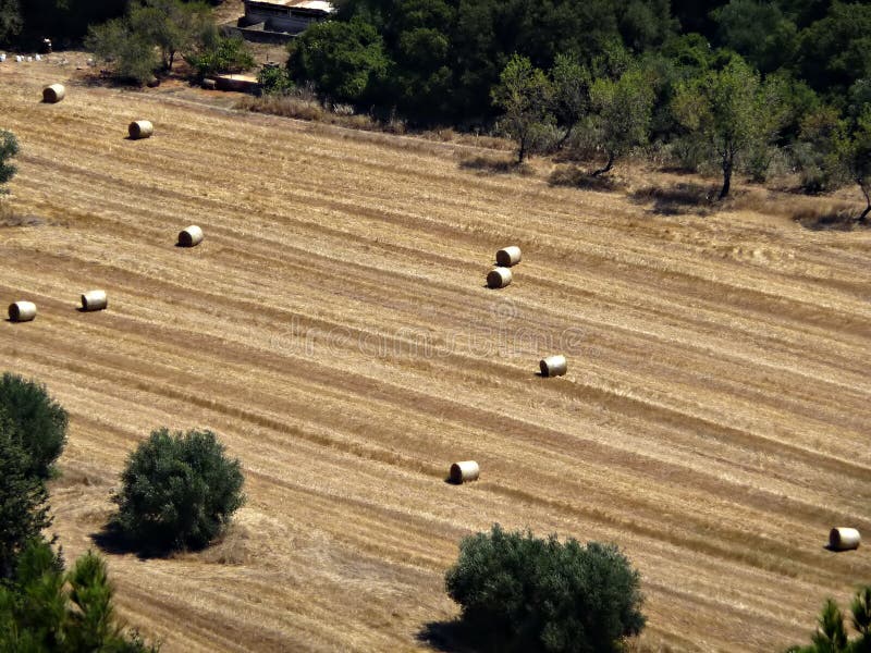 Bales at Field stock photo. Image of crop, green, farmer - 20021292