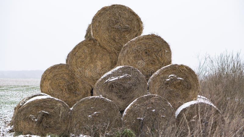 Bales of hay stock image. Image of agriculture, nature - 134565505