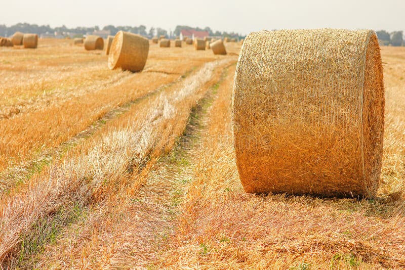 Bales of Hay on the Autumn Background Stock Photo - Image of dramatic ...