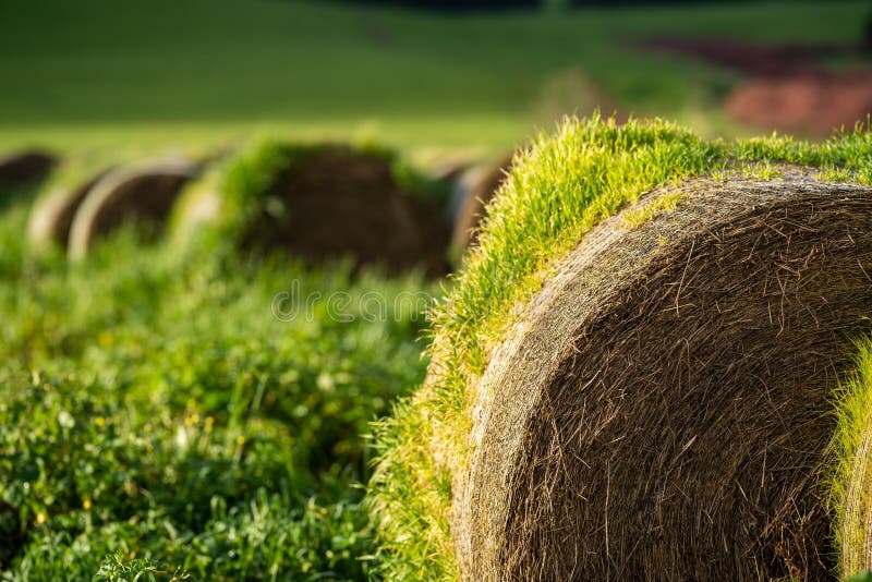 Bales of Hay. Bales of Silage Stock Photo - Image of countryside, leon ...