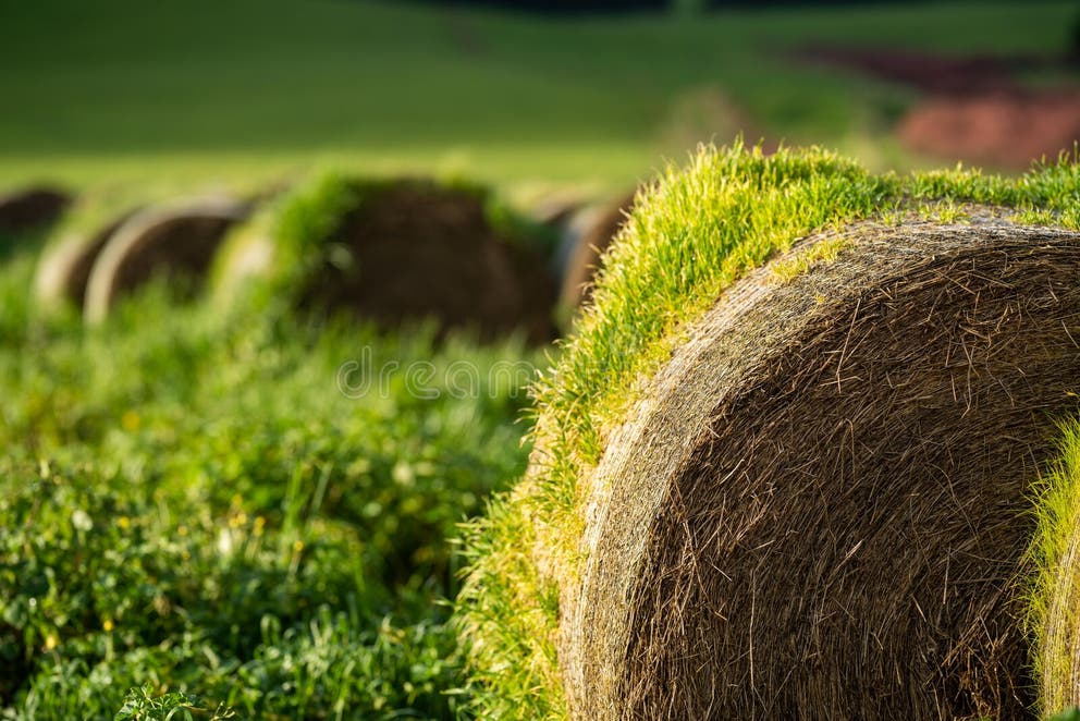 Bales of Hay. Bales of Silage Stock Photo - Image of countryside, leon: 259873032