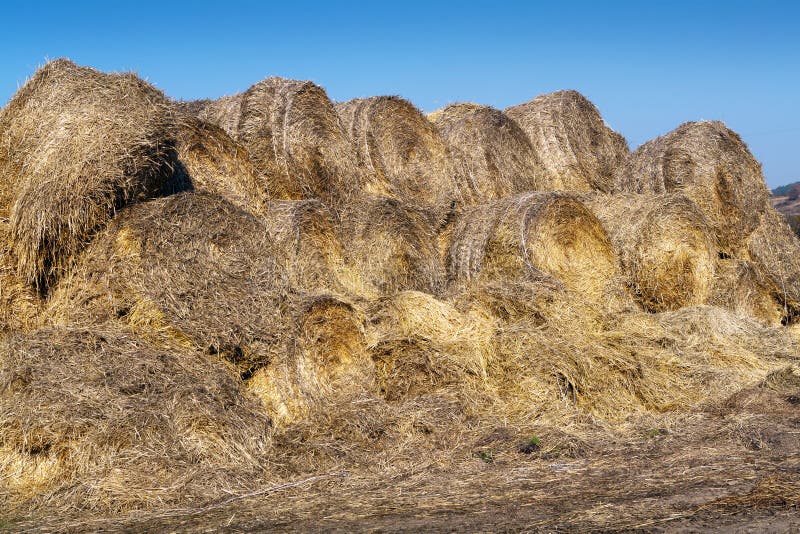 Bales of Hay Destroyed by Storm Stock Photo - Image of blue ...