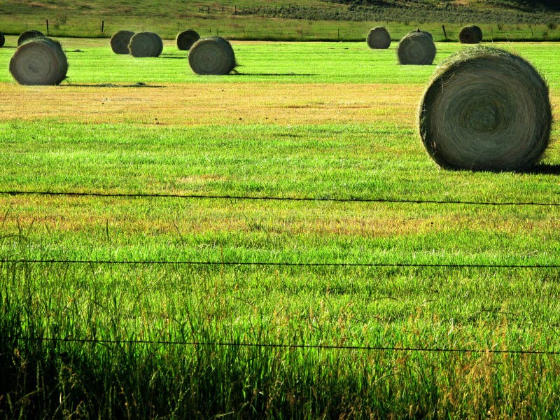 Bales of Hay in Farm Field stock image. Image of countryside - 71184727