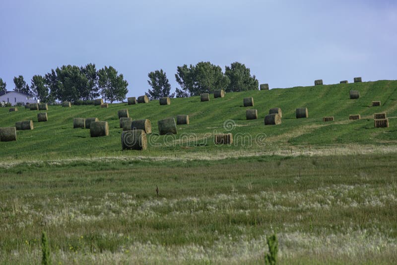 Bales of Hay on a Farm Field in Alberta after Harvest Stock Image ...