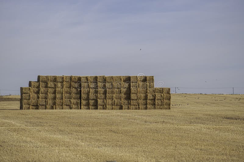 Bales of Hay on a Farm Field in Fall Stock Photo - Image of nature ...