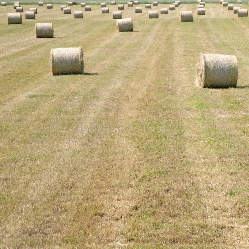 Hay Bales stock photo. Image of chaff, field, livestock - 4453026