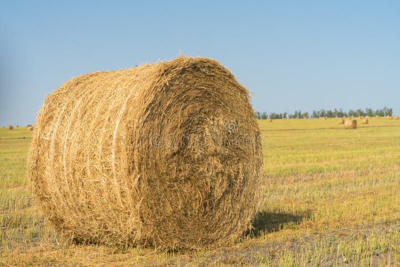Bales of Hay on the Field. the Hay Harvest in the Fall Stock Photo ...