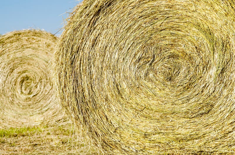 Bales of hay in field stock photo. Image of agriculture - 31306446