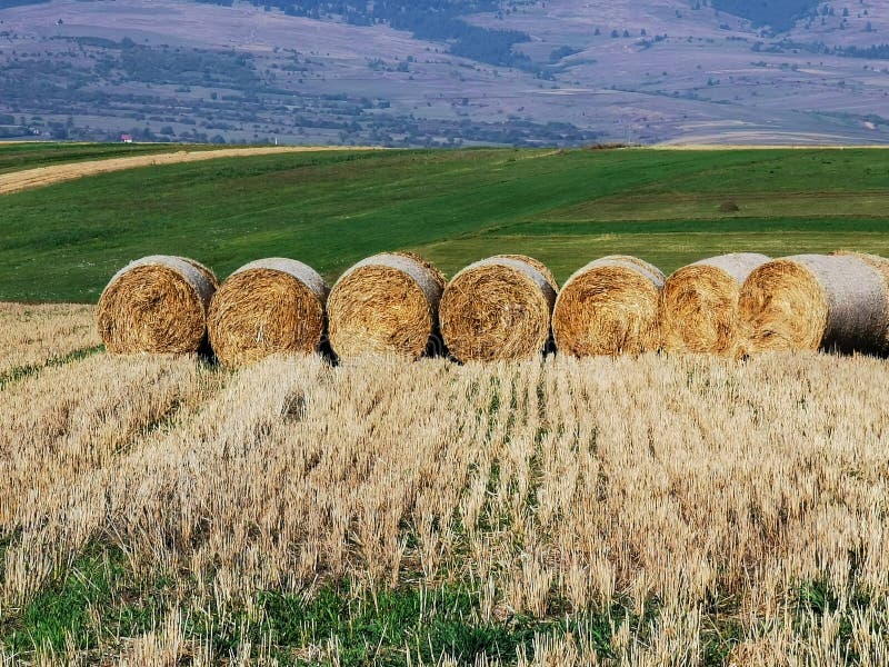 Fresh hay bales stock image. Image of agriculture, fluffy - 6303797