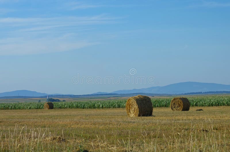 Fresh hay bales stock image. Image of agriculture, fluffy - 6303797