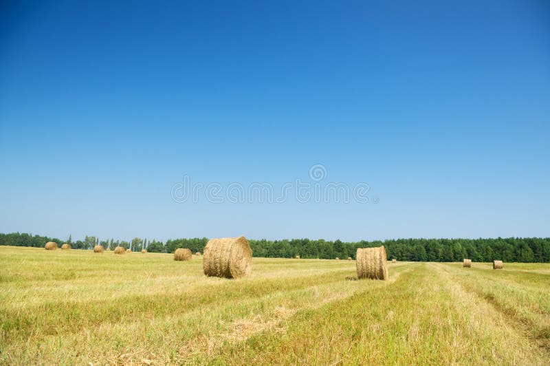 Bales of Hay in a Large Field Stock Photo - Image of wheat, farm: 29609124