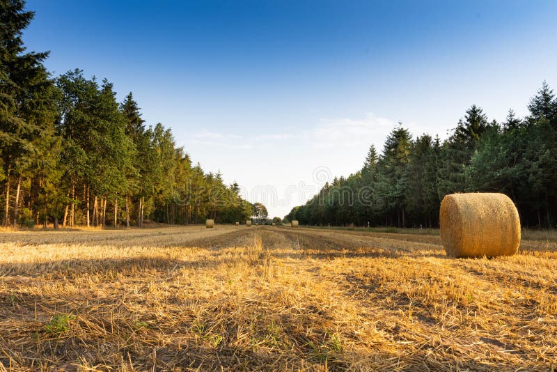 Bales of Hay in a Large Field Stock Photo - Image of concept, cereal ...