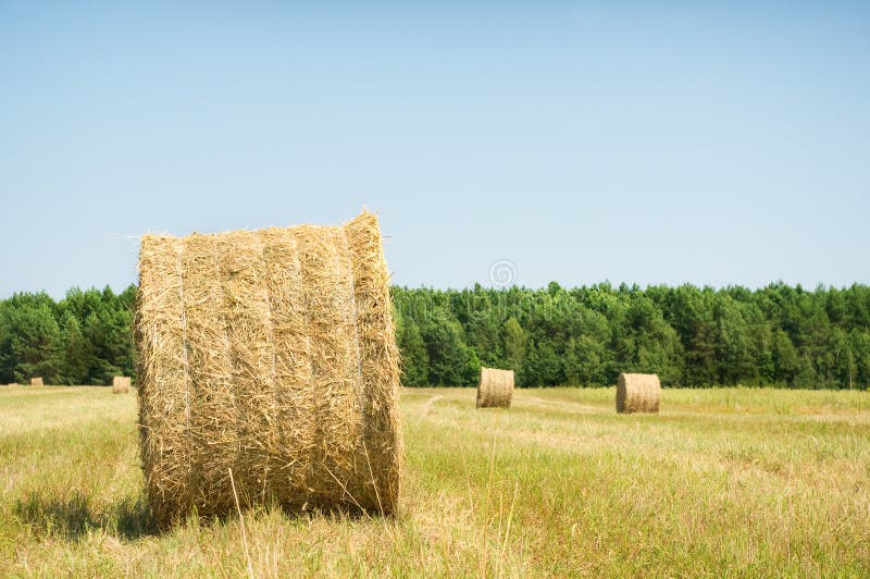 Bales of Hay in a Large Field. Stock Image - Image of field, reap: 30883327