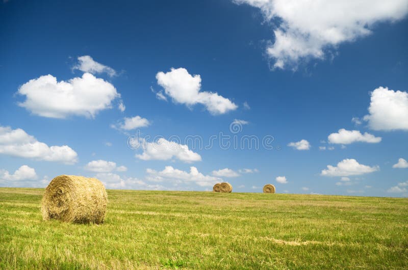 Canola Field on the Prairies Stock Image - Image of farmland, country ...