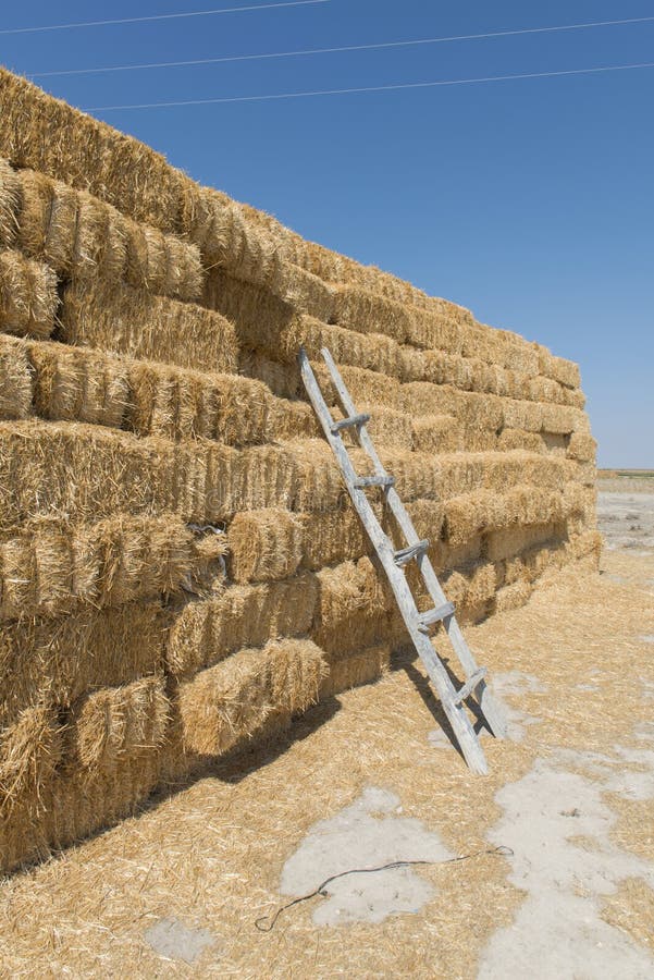 Bales of Hay Leaning Over the Ladder Stock Image - Image of animal ...