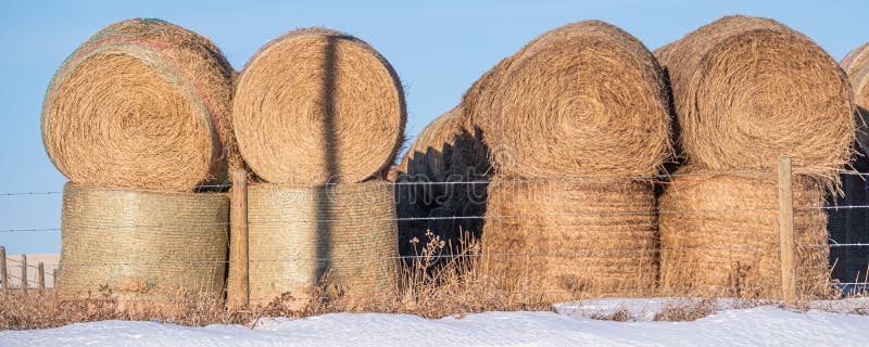 Bales of Hay Lined Up on a Alberta Farm Field Stock Image - Image of ...