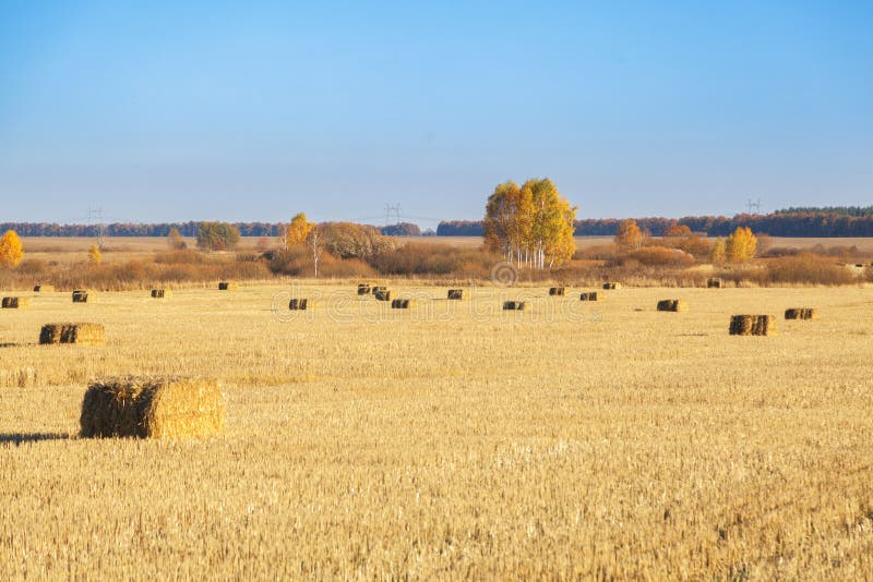 Bales of Hay Scattered Around on Field Stock Image - Image of combine ...
