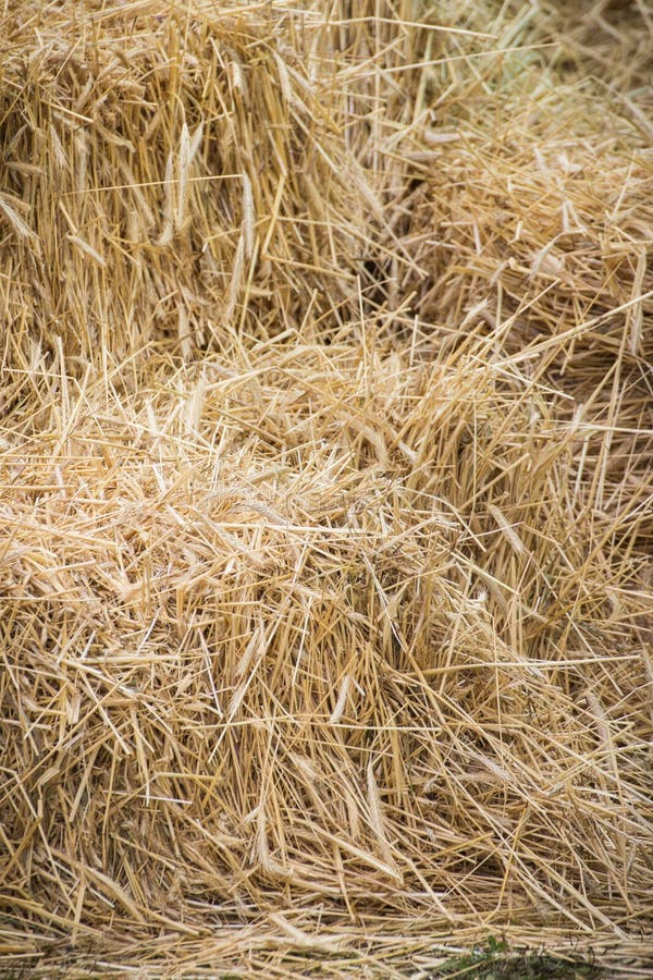 Bales of Hay or Straw. Background or Wallpaper Texture Stock Photo ...