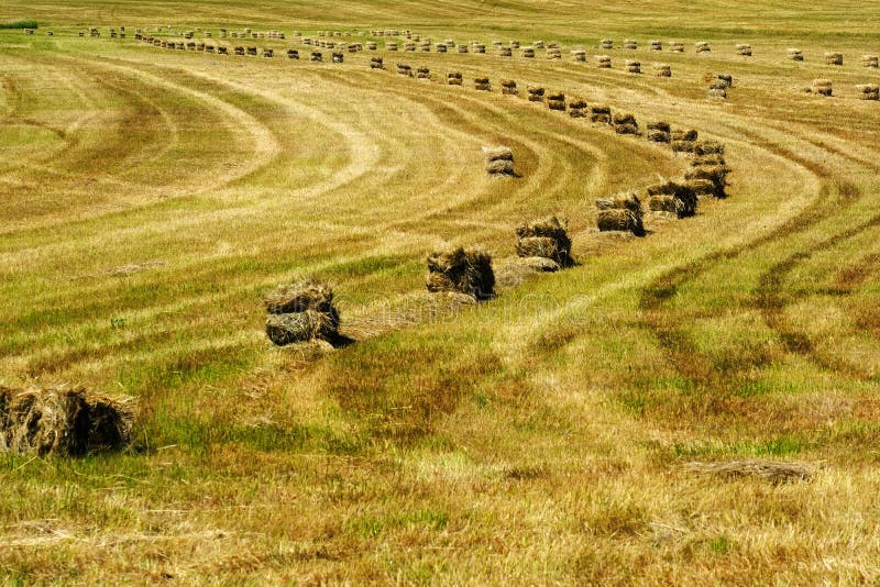 Bales of Hay or Straw in Farm Field Two String in Rows Stock Photo ...