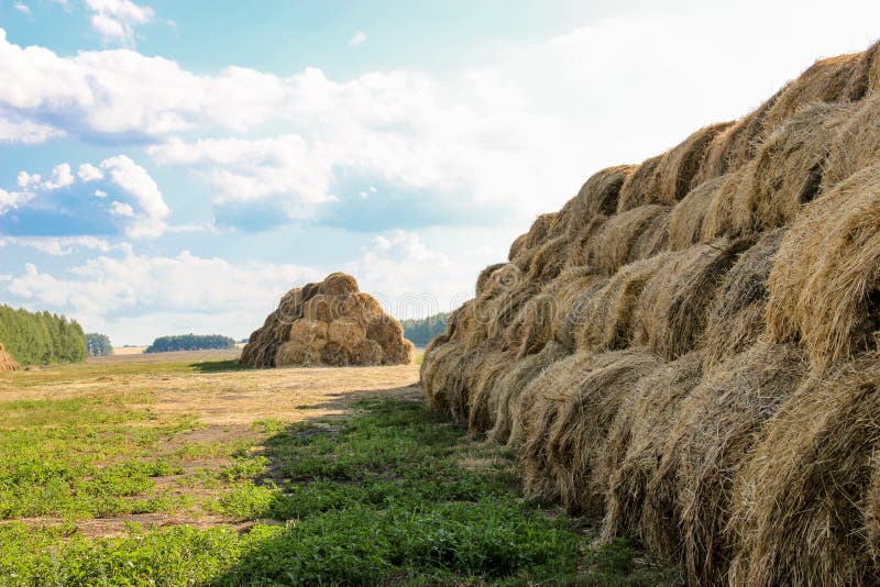Bales of meadow hay stock image. Image of haying, village - 125613243